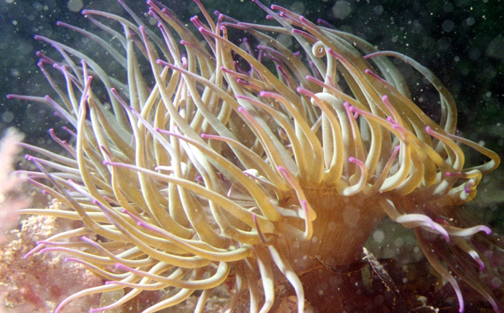 Snakelock Anemone – Newbury Scuba Diving Club