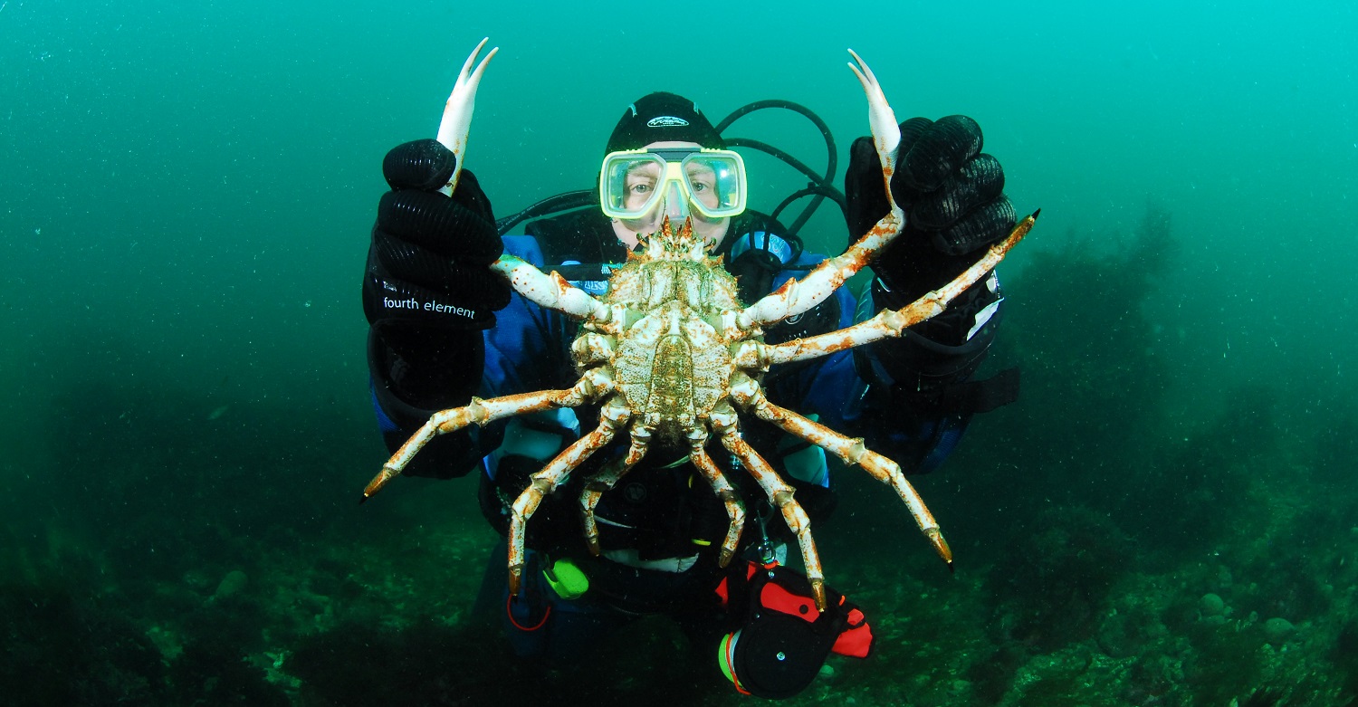 Spider Crab – Newbury Scuba Diving Club