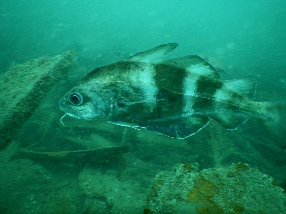 Dive Site – British Inventor Shipwreck ( 18m – 22m) – Newbury Scuba ...