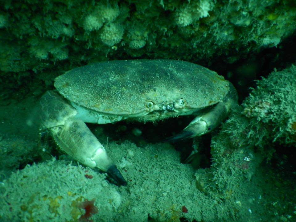 Dive Site – British Inventor Shipwreck ( 18m – 22m) – Newbury Scuba ...