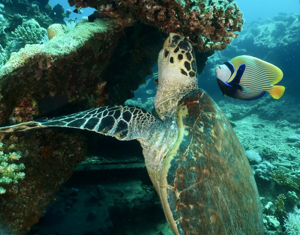 Photo Gallery – Newbury Scuba Diving Club